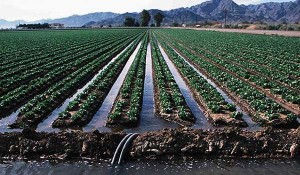 Irrigation in India - Types of Irrigation systems in India